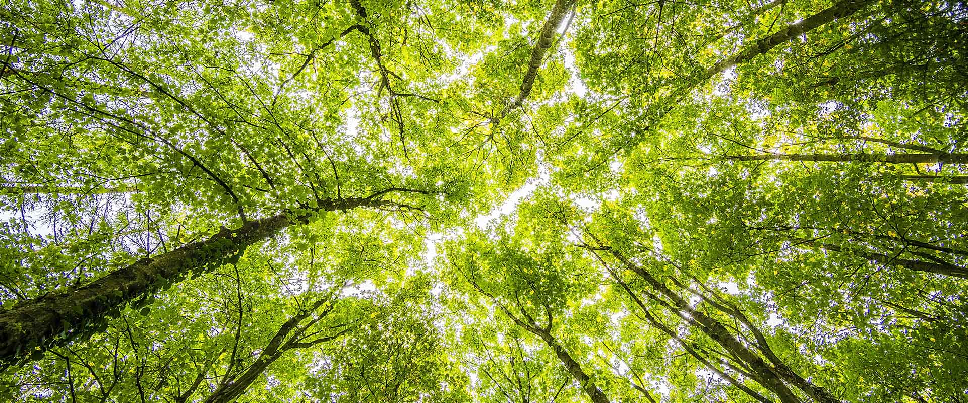 Data Center Carbon Footprint: Scope 1, 2, & 3 Emissions